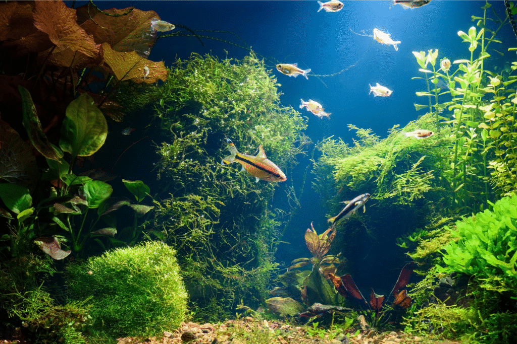 17 Best Cute Fish Tank Ideas You Will Love - Crafty Seasoned Mom